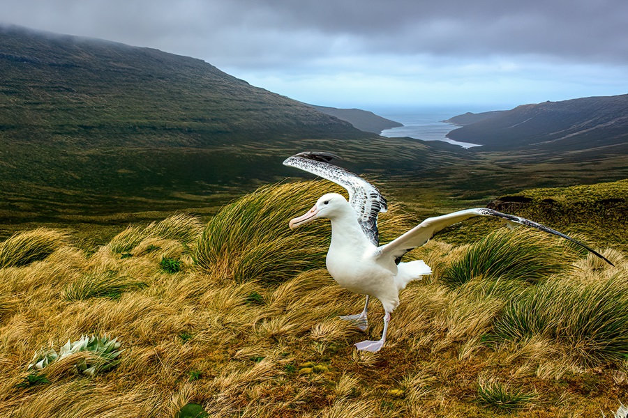 New Zealand: Subantarctic Islands Bird Tour | Ornis